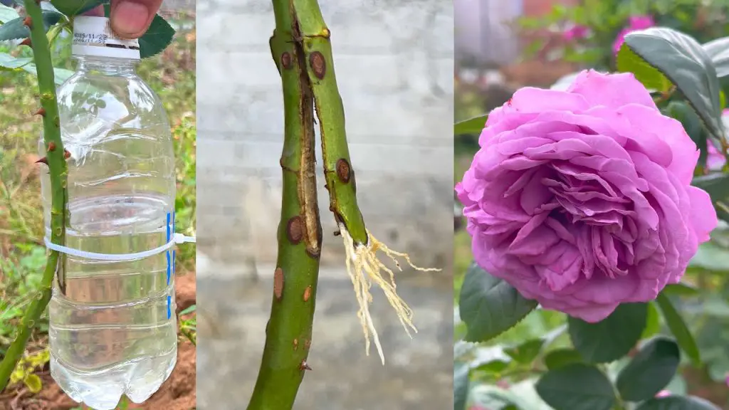 Creative Ideas for Extracting Roses with Aloe Vera Juice: A Natural ...