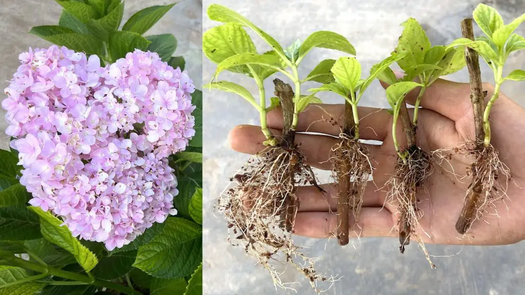 How to Stimulate Hydrangea Roots with Cactus | Effective Hydrangea ...