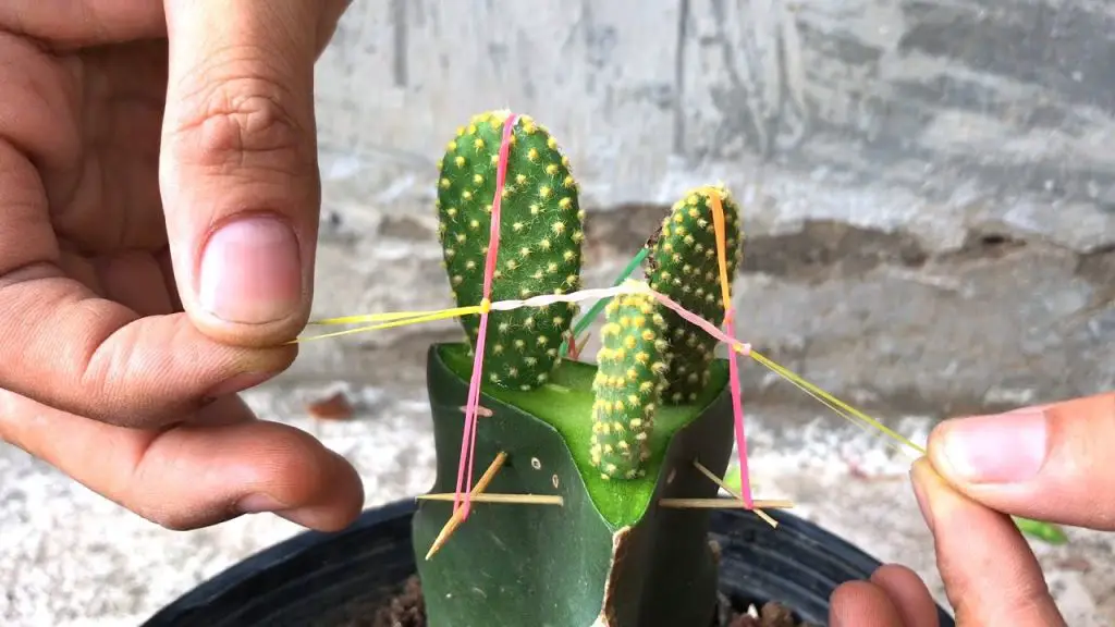 How To Successfully Graft Cactus Onto Dragon Fruit рџњµрџќ вђ Garden Green
