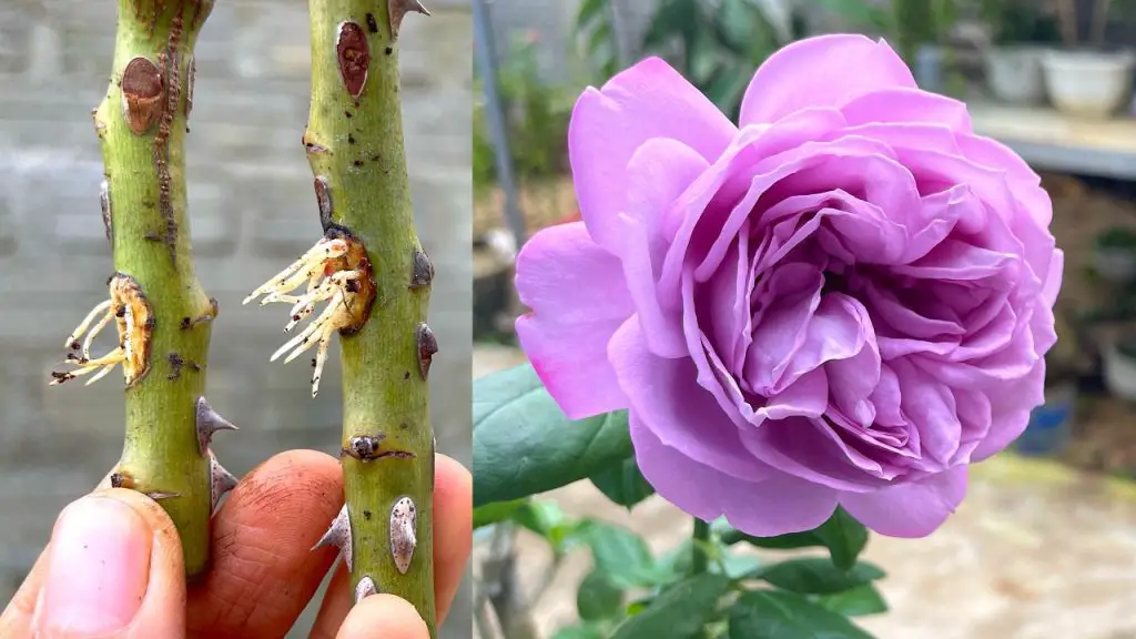 Two Simple and Effective Ways to Propagate Rose Branches Using Bananas ...