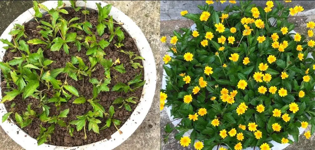 Growing Chrysanthemums from Cuttings in Water: Watch the Roots Develop ...