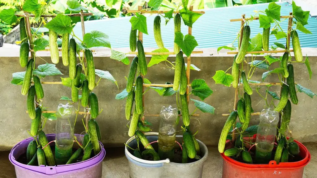 Grow Cucumbers Like Crazy And Harvest Them Quickly With This Method
