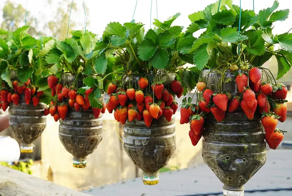 “Growing Strawberries in Plastic Bottles – The Surprising Results! 🍓♻️” – Garden Green Insights