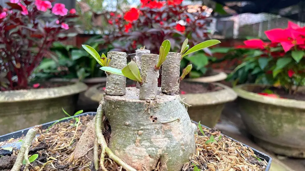 The Art of Grafting: Transforming Adenium into a Living Masterpiece🌸🌱 ...