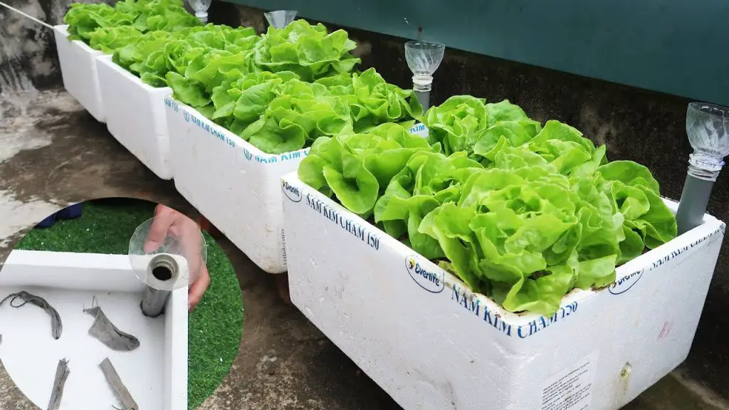 “Turn Styrofoam Boxes into a Small Garden for Growing Vegetables Easily ...