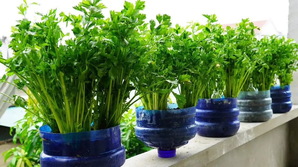 “The Secret to Growing Celery in Plastic Bottles for a Super Productive ...