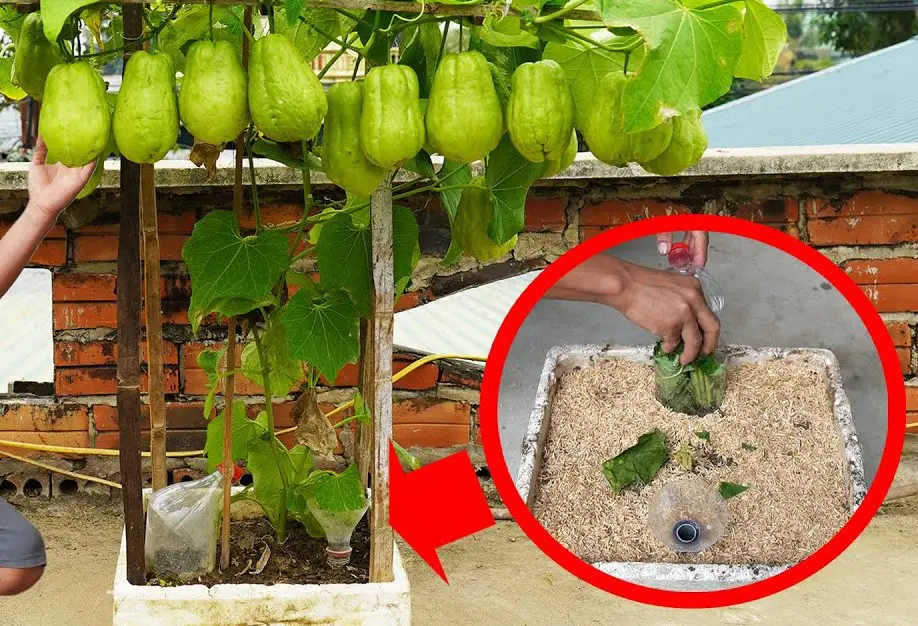 “Grow Chayote in Foam Containers – No Garden Needed, Yet Super High ...