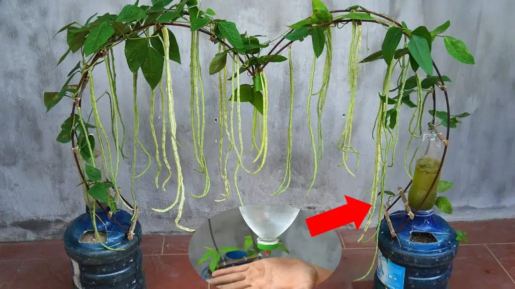 A Brilliant Heart Garden Idea for Growing Red Beans with High Yields ...