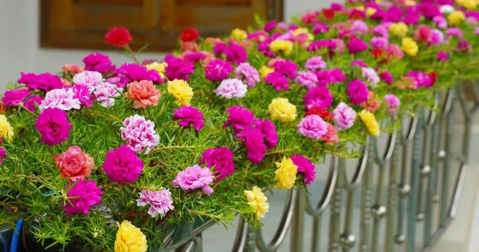 “How to Grow Portulaca (Moss Rose) on a Beautiful Railing – Creative ...