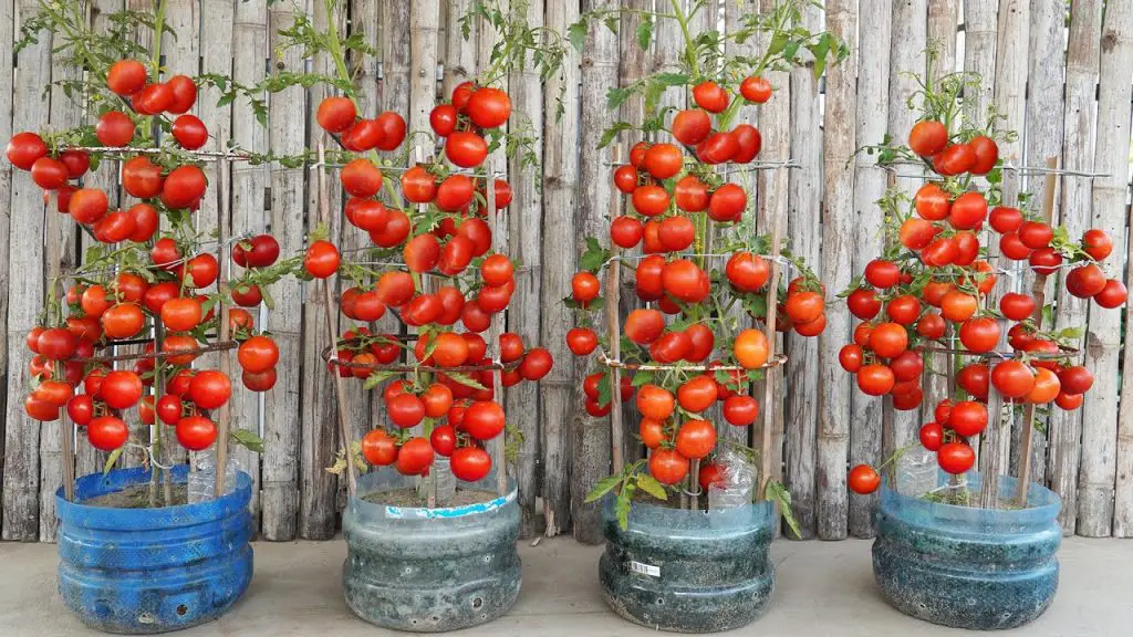 “Easy DIY: Grow Healthy Homemade Tomatoes in Plastic Bottles at Home! 🍅 ...