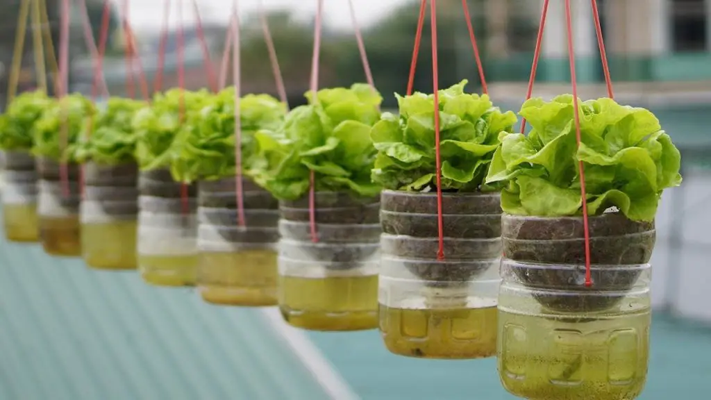 How to Grow Fresh and High-Yield Lettuce Without a Garden – Garden ...