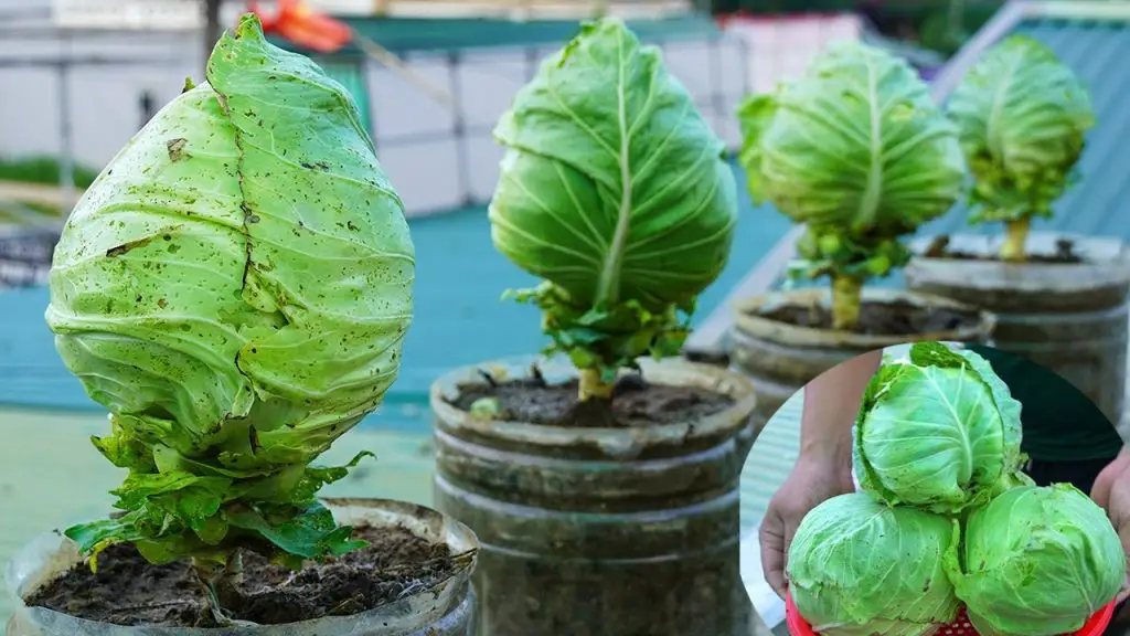 “Grow Nutritious Heart Cabbage on Your Balcony – No Garden Needed! 🥬🌿 ...