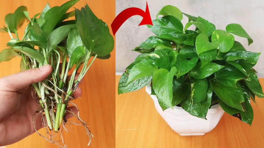 Quick and Simple Instructions for Propagating Betel Nut Trees for the ...