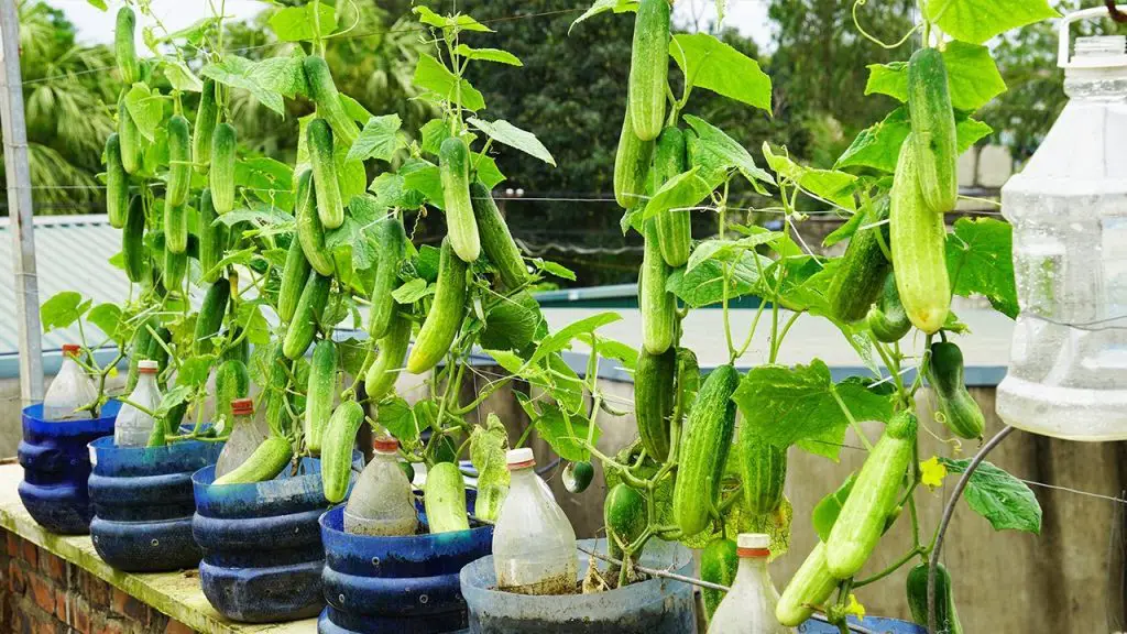“Grow Super Productive Cucumbers in Plastic Bottles – Fast Harvest! 🥒🌱 ...