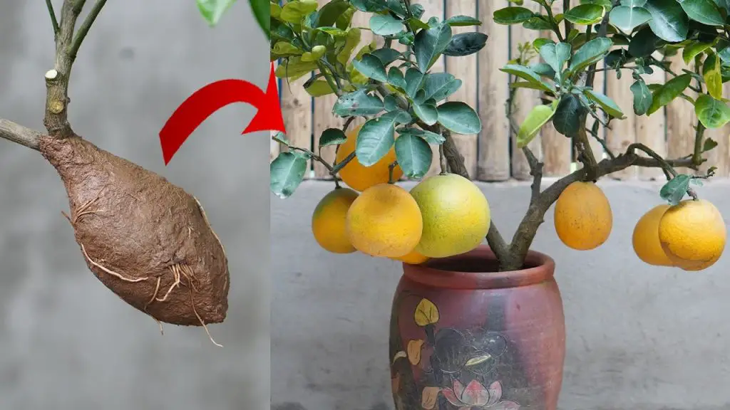 Easy and Effective Method to Propagate Pomelo Branches for a High-Yield ...