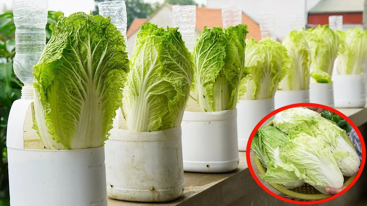 Grow Cabbage Like a PRO in Plastic Bottles! – Garden Green Insights